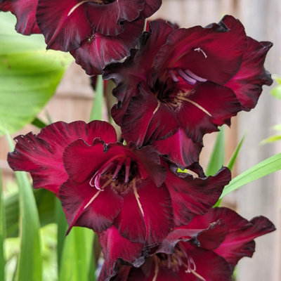 80 x Gladioli Black Star Deep Red Summer Bulbs - Gladiolus Sword Lilies ...