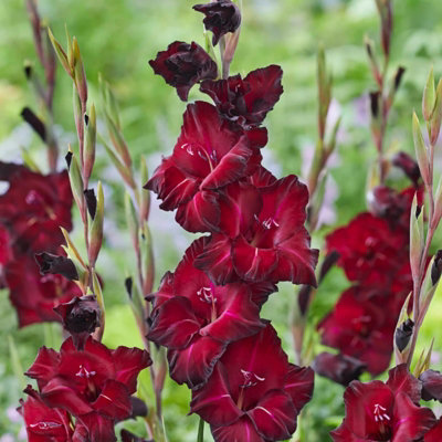 80 x Gladioli Black Star Deep Red Summer Bulbs - Gladiolus Sword Lilies ...