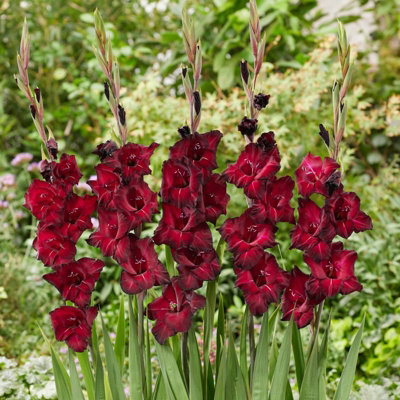 80 x Gladioli Black Star Deep Red Summer Bulbs - Gladiolus Sword Lilies ...