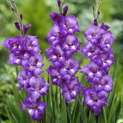 80 x Gladioli Blue Isle Summer Flowering Bulbs - Purple Gladiolus Sword ...