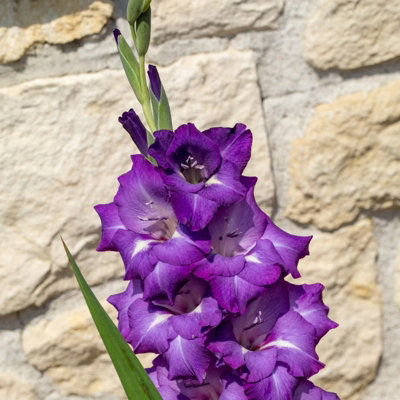 80 x Gladioli Blue Isle Summer Flowering Bulbs - Purple Gladiolus Sword ...