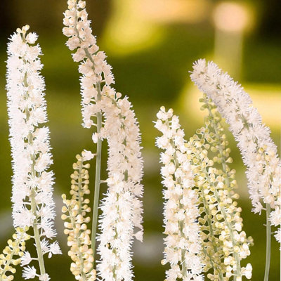 9 X ACTAEA WHITE PEARLE BARE ROOT - FRAGRANT LATE SUMMER FLOWERING ...