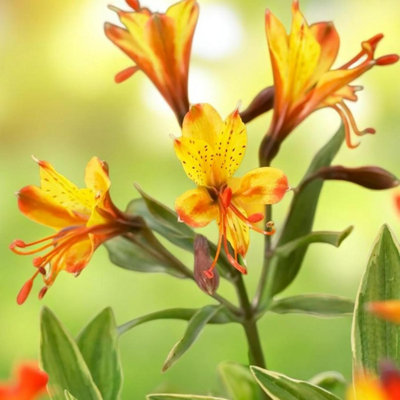 9 x Alstroemeria Glory of The Andes Bare Root - Yellow Peruvian Lily ...