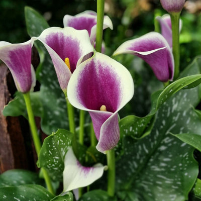 9 x Calla Lily Picasso Bulbs - Lilac Summer Flowering Zantedeschia Corms