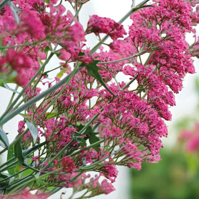 9 x Centranthus Ruber Coccineus Bare Root - Vibrant Pink Summer ...