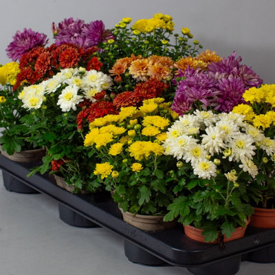 9 x Chrysanthemum Garden mums in 10.5cm Growers Pots