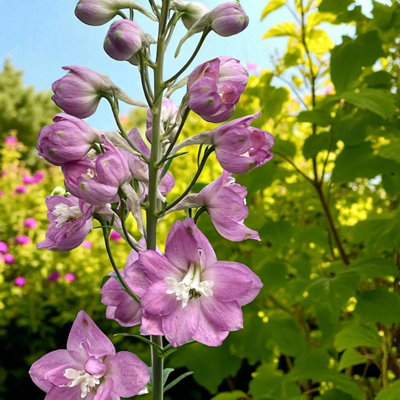 9 x Delphinium Astolat Bare Root - Pink Mauve Larkspur Summer Flowering ...