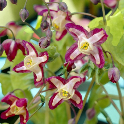 9 x Epimedium rubrum Bare Root - Red & Yellow Bicolour Spring Blooms ...