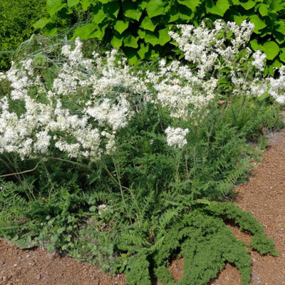 9 x Filipendula Plena Bare Root - Double White Meadowsweet Clump ...