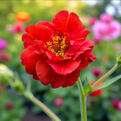 9 x Geum Mrs Bradshaw Bare Root - Red Semi-Double Spring to Summer ...