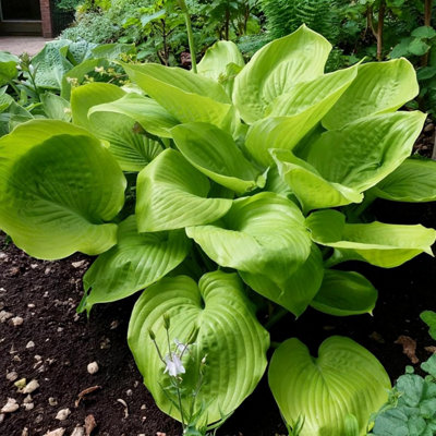 9 x Hosta Sum and Substance Bare Root - Giant Shade Loving Summer ...