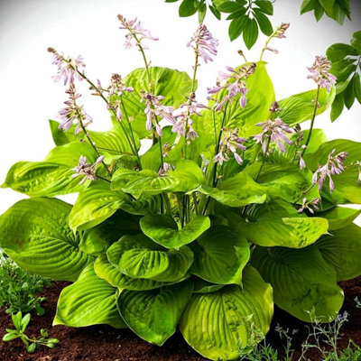 9 x Hosta Sum and Substance Bare Root - Giant Shade Loving Summer ...