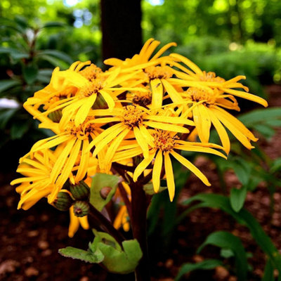 9 x Ligularia dentata Pandora Bare Root - Yellow Summer Flowering ...