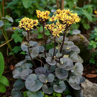 9 x Ligularia dentata Pandora Bare Root - Yellow Summer Flowering ...