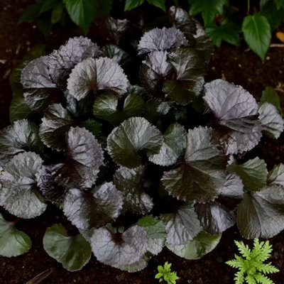 9 x Ligularia dentata Pandora Bare Root - Yellow Summer Flowering ...