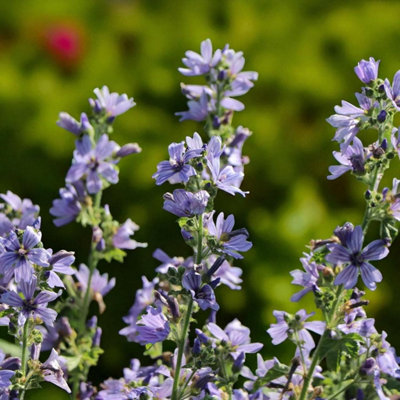 9 x Malva Primley Blue Bare Root - Common Mallow Hardy Blue Easy to ...