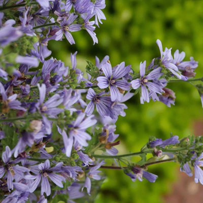 9 x Malva Primley Blue Bare Root - Common Mallow Hardy Blue Easy to ...