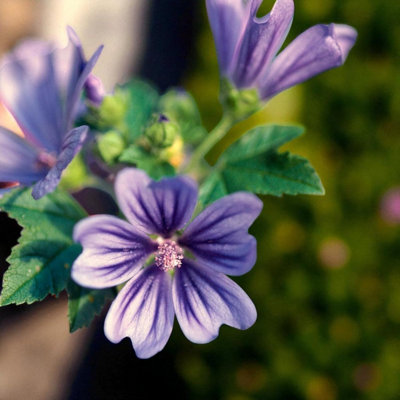 9 x Malva Primley Blue Bare Root - Common Mallow Hardy Blue Easy to ...