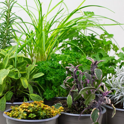 9 x Mixed Herbs in 9cm Nursery Pots
