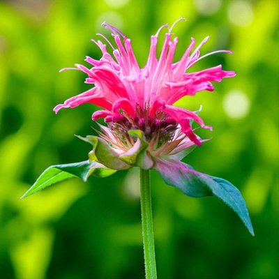 9 x Monarda Marshalls Delight Bare Root - Bright Pink Bee Balm Hardy ...