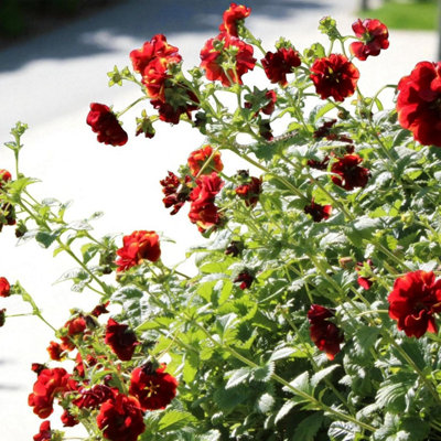 9 x Potentilla Arc En Ciel Bare Root - Compact Double Red Yellow Summer ...