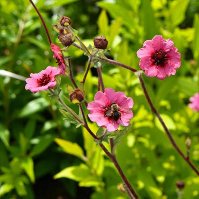 9 x Potentilla Miss Willmott Bare Root - Pollinator Friendly Hardy Pink ...