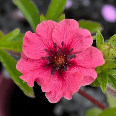 9 x Potentilla Miss Willmott Bare Root - Pollinator Friendly Hardy Pink ...