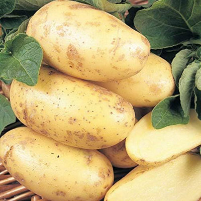 9 x Seed Potato Mix Including Maris Peer - Charlotte - Pentland Javelin