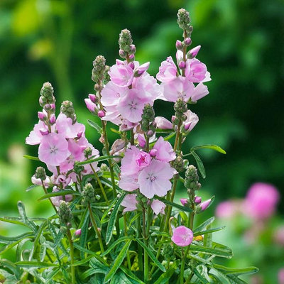 9 x Sidalcea Little Princess Bare Root Bright Pink Mallow Summer ...
