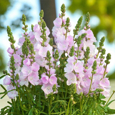 9 x Sidalcea Little Princess Bare Root Bright Pink Mallow Summer ...