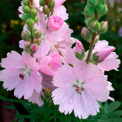 9 x Sidalcea Little Princess Bare Root Bright Pink Mallow Summer ...