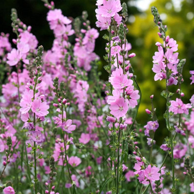 9 x Sidalcea Little Princess Bare Root Bright Pink Mallow Summer ...
