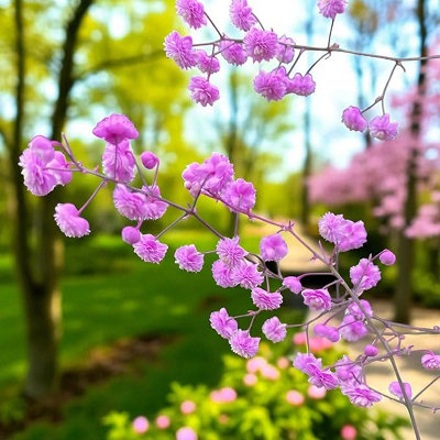 9 x Thalictrum Hewitt's Double Bare Root Tall Double Lavender Chinese ...