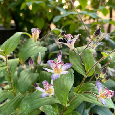 9 x Tricyrtis Tojen Bare Root Pale Lilac Toad Lily Garden Flowering ...