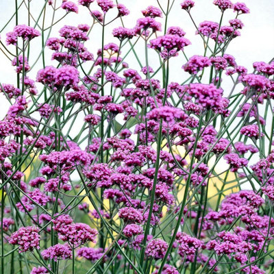 9 x Verbena bonariensis Bare Root Tall Pollinator Friendly Purple ...