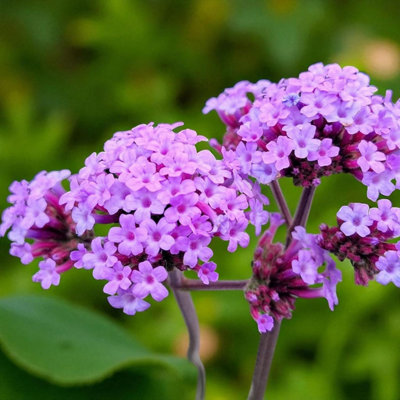 9 x Verbena bonariensis Bare Root Tall Pollinator Friendly Purple ...