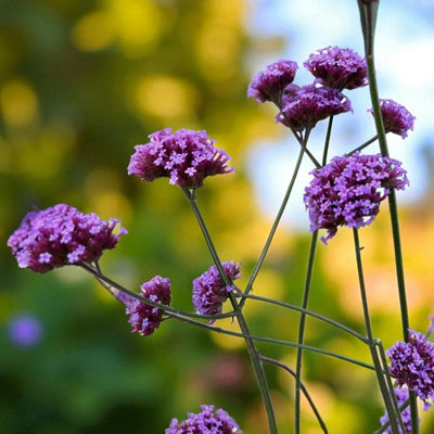 9 x Verbena bonariensis Bare Root Tall Pollinator Friendly Purple ...