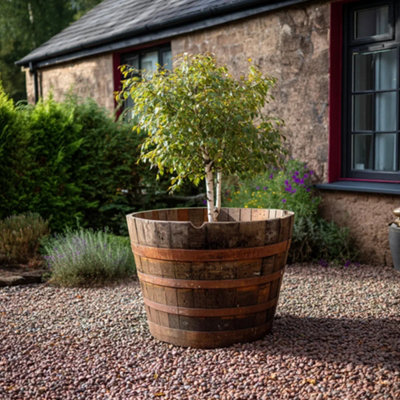 90cm Giant Half Barrel Oak Tree Planter