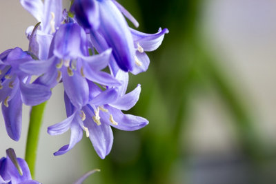 Spring bulbs guide at B&Q