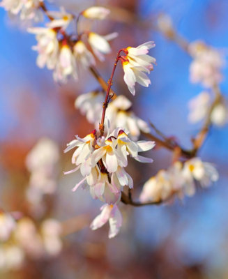 Abeliophyllum distichium Roseum - Pink Forsythia - Stunning winter ...