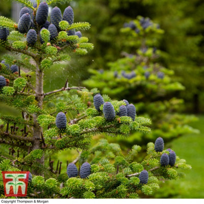 Abies Korean Fir Tree - 2 Bare Root Plants | DIY at B&Q