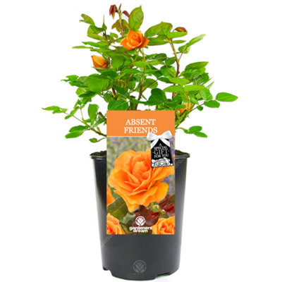 Absent Friend Orange Rose - Outdoor Plant, Ideal for Gardens, Compact ...