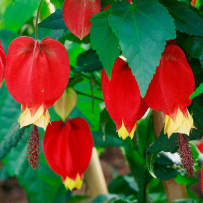Abutilon Megapotamicum - Trailing Abutilon, Bell Flower (20-30cm Height ...