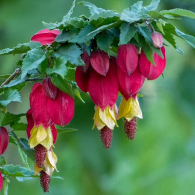 Abutilon Megapotamicum - Trailing Abutilon, Bell Flower (20-30cm Height ...