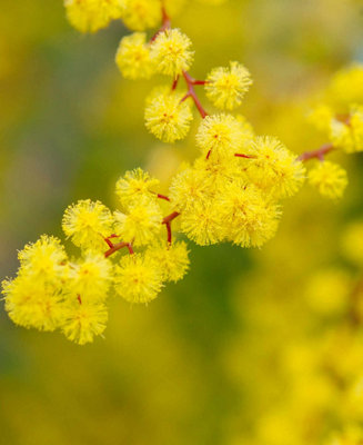 Acacia Dealbata - Blue Wattle 1 x 9cm pot