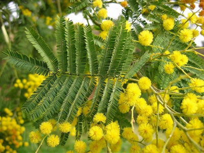 Acacia Dealbata Tree Yellow Mimosa Plant 4ft Tall Supplied in a 3 Litre Pot