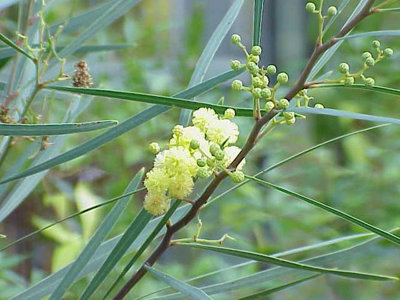 Acacia Retinodes Yellow Swamp Wattle Tree Plant 3-4ft Tall Supplied in ...