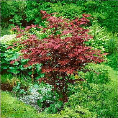 Acer 'Atropurpureum' Purple Japanese Maple Tree Deciduous Garden Plant ...