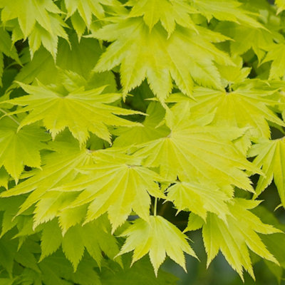 Acer Aureum - Golden Foliage, Outdoor Plant, Ideal for Gardens, Compact ...