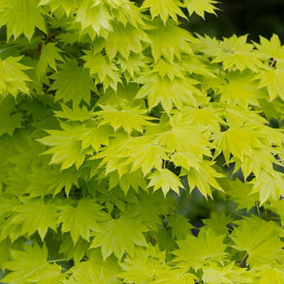 Acer Aureum - Golden Foliage, Outdoor Plant, Ideal for Gardens, Compact ...